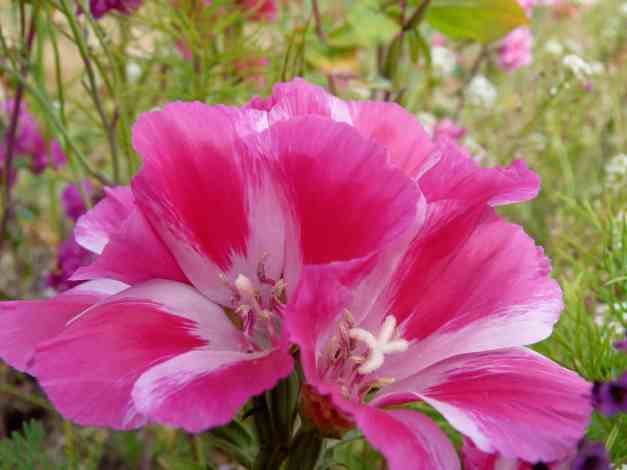 Godetia/Farewell to Spring (Clarkia amoena) | Welcome to FablesandFlora.com