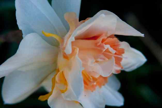 Unusual frilly daffodil | Welcome to FablesandFlora.com
