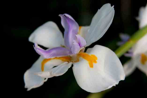 Butterfly Iris | Welcome to FablesandFlora.com