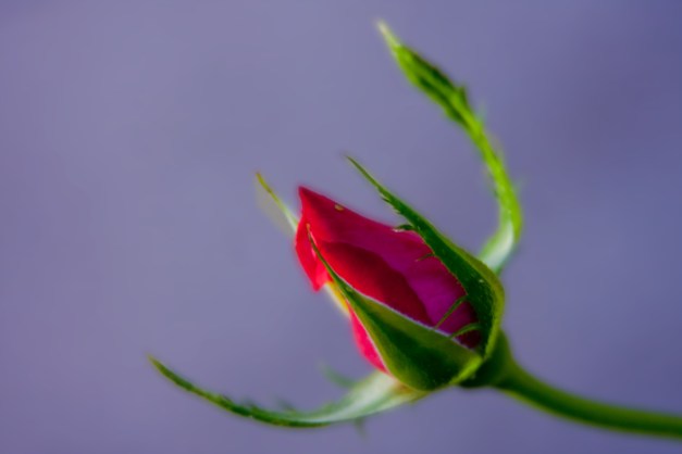 Views of a Red Rosebud | Welcome to FablesandFlora.com