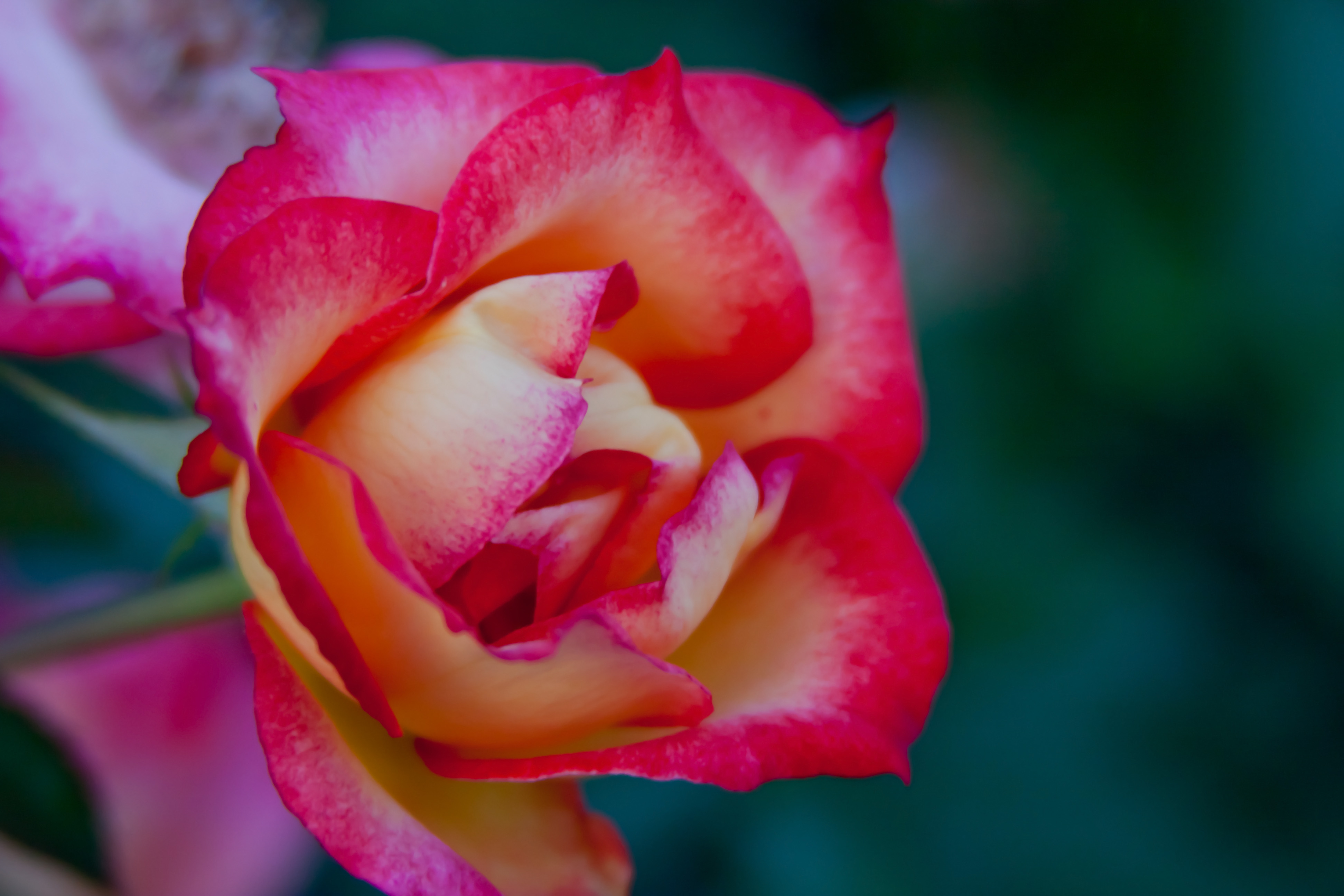 Betty boop 3 | Welcome to FablesandFlora.com