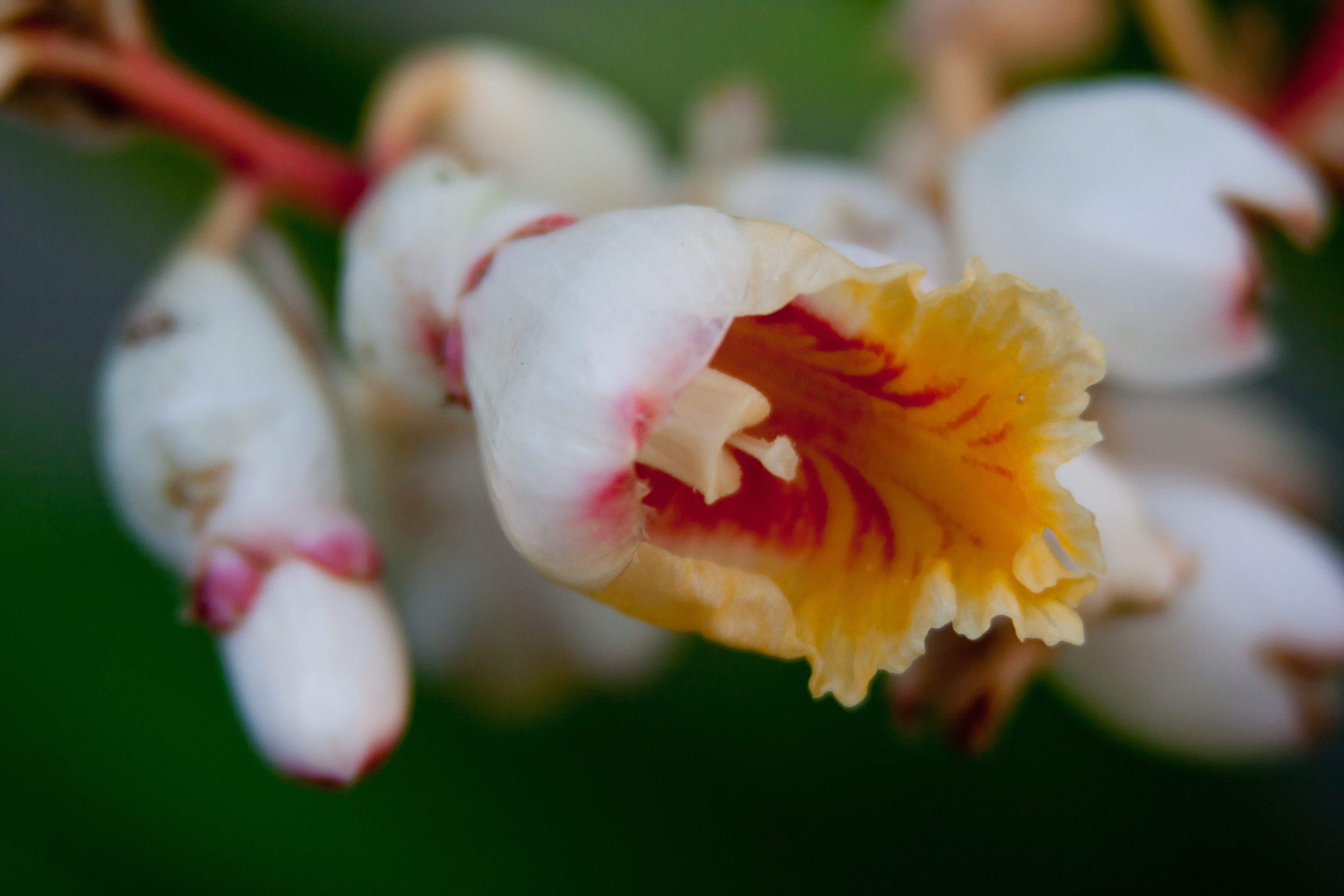 Shell ginger | Welcome to FablesandFlora.com